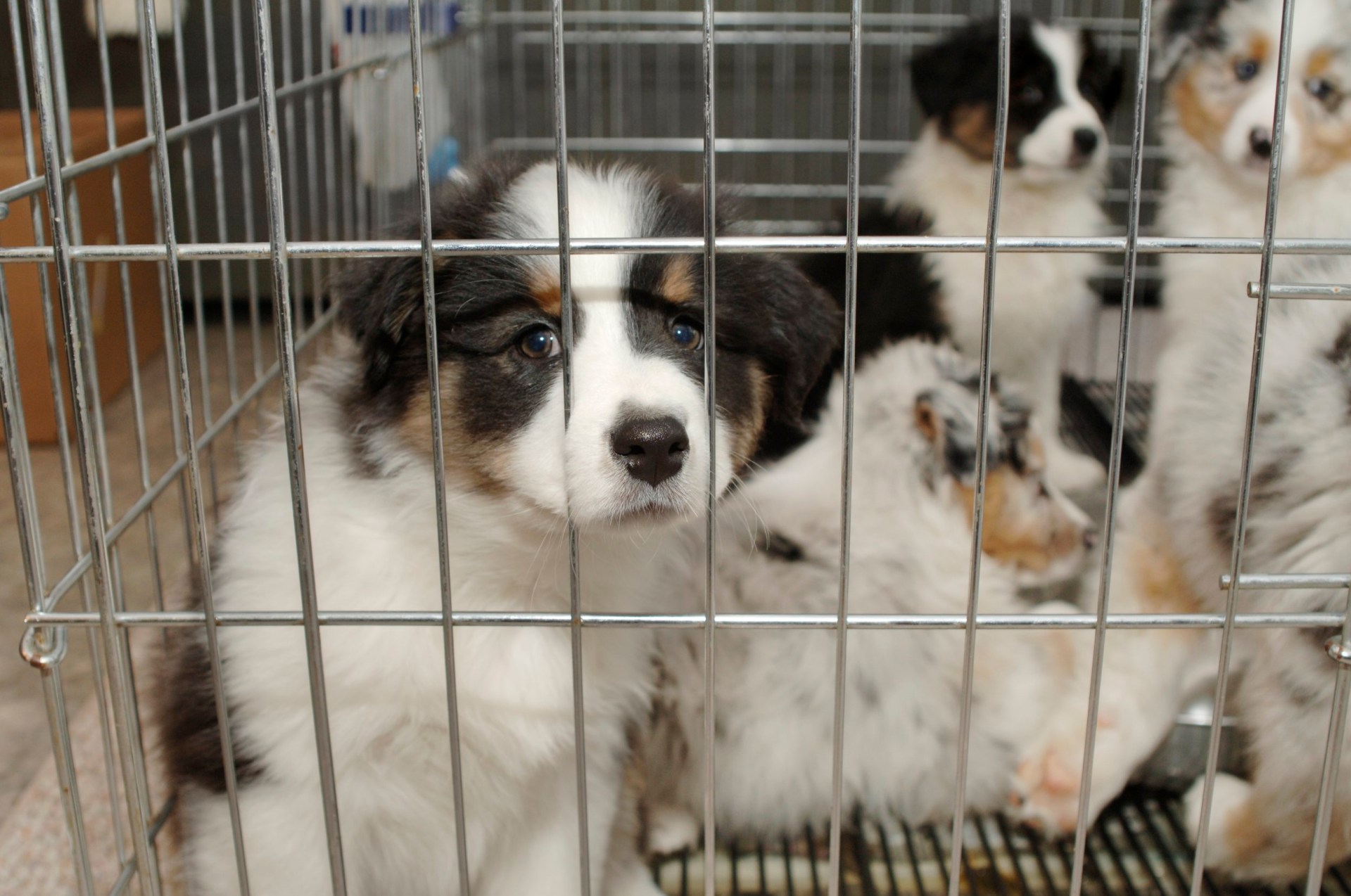 UK to ban puppy farming and snares in welfare reform