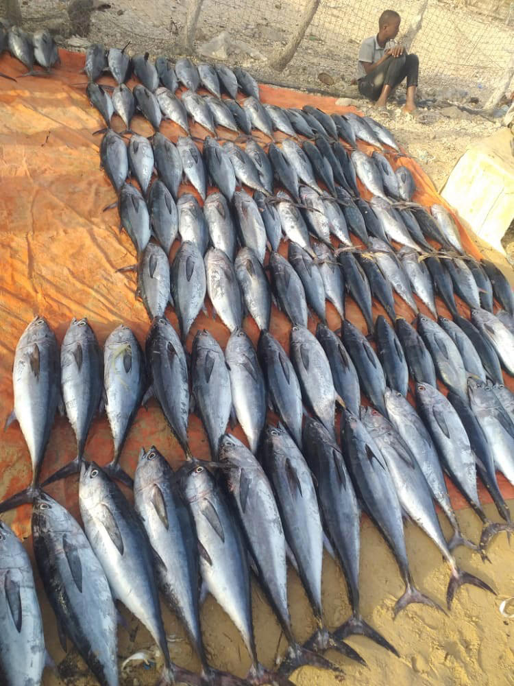 Somalis say foreign ships are stealing their fish, and it's fuelling a ...