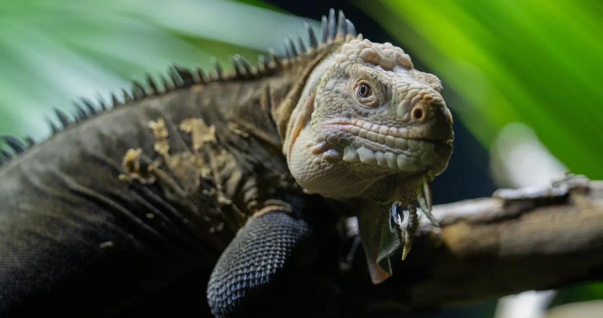 Iguanas on the brink of extinction receive their own dating island