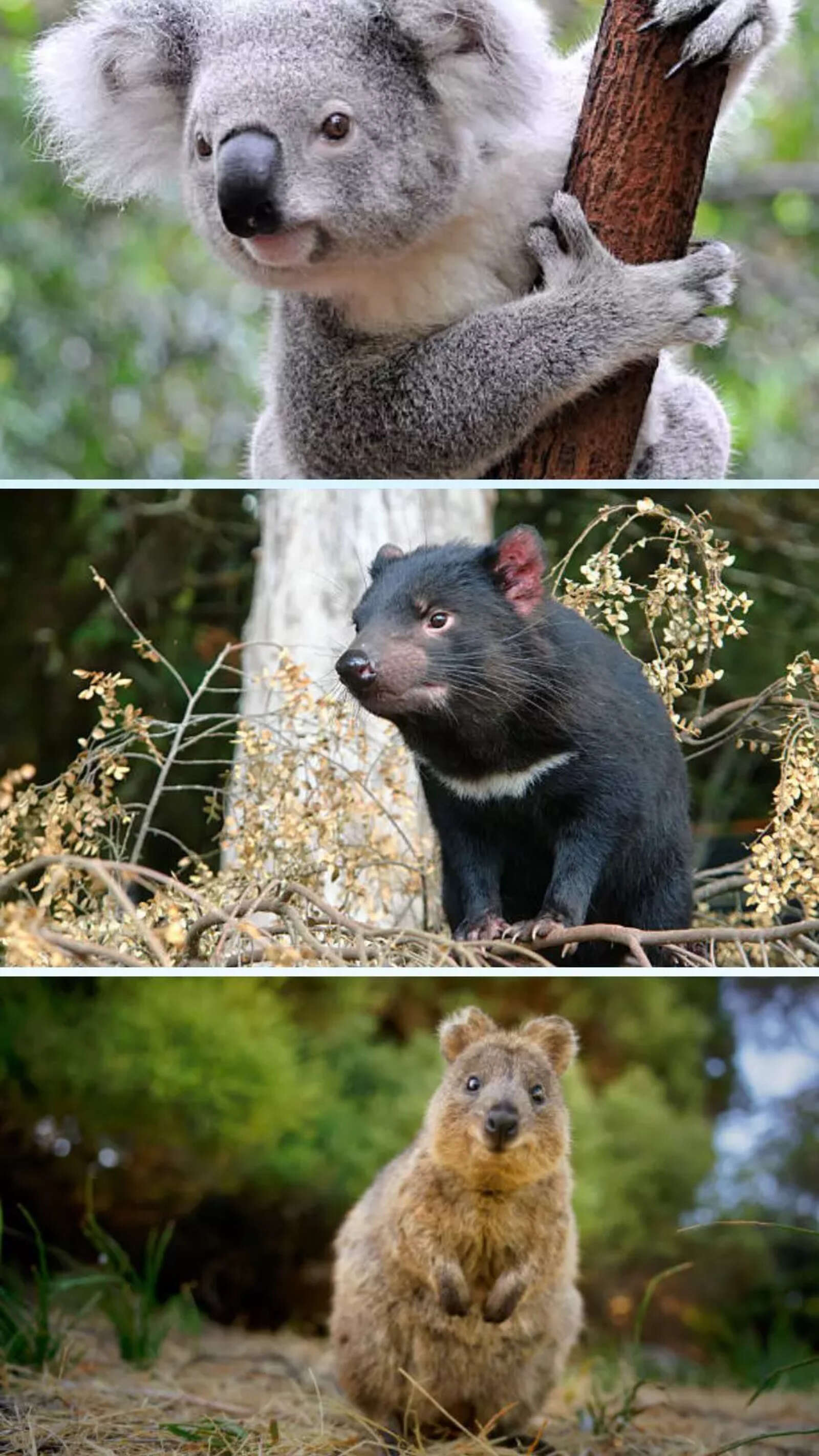 Unique animals that exist only in Australia