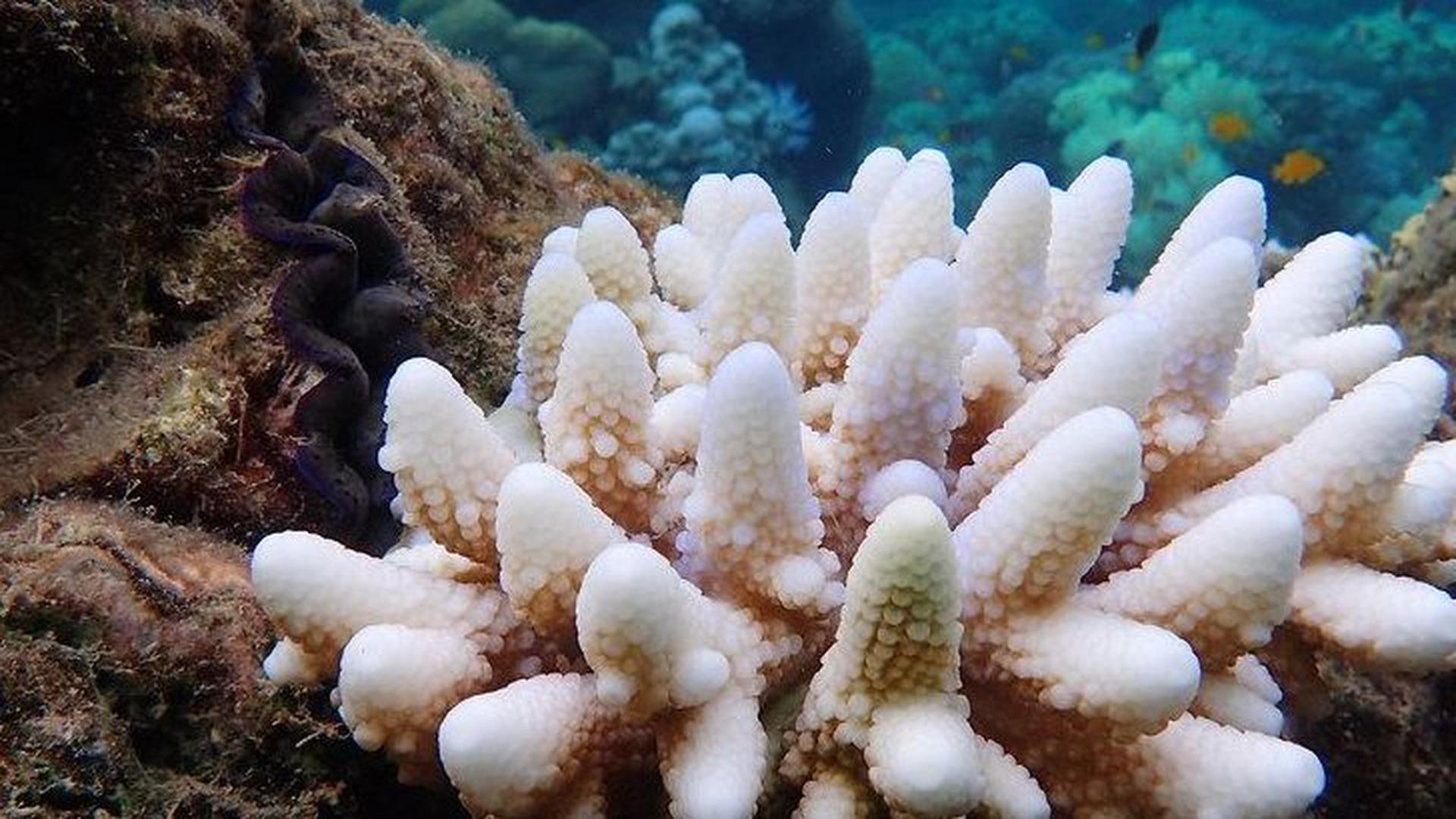 The current state of global coral reef health