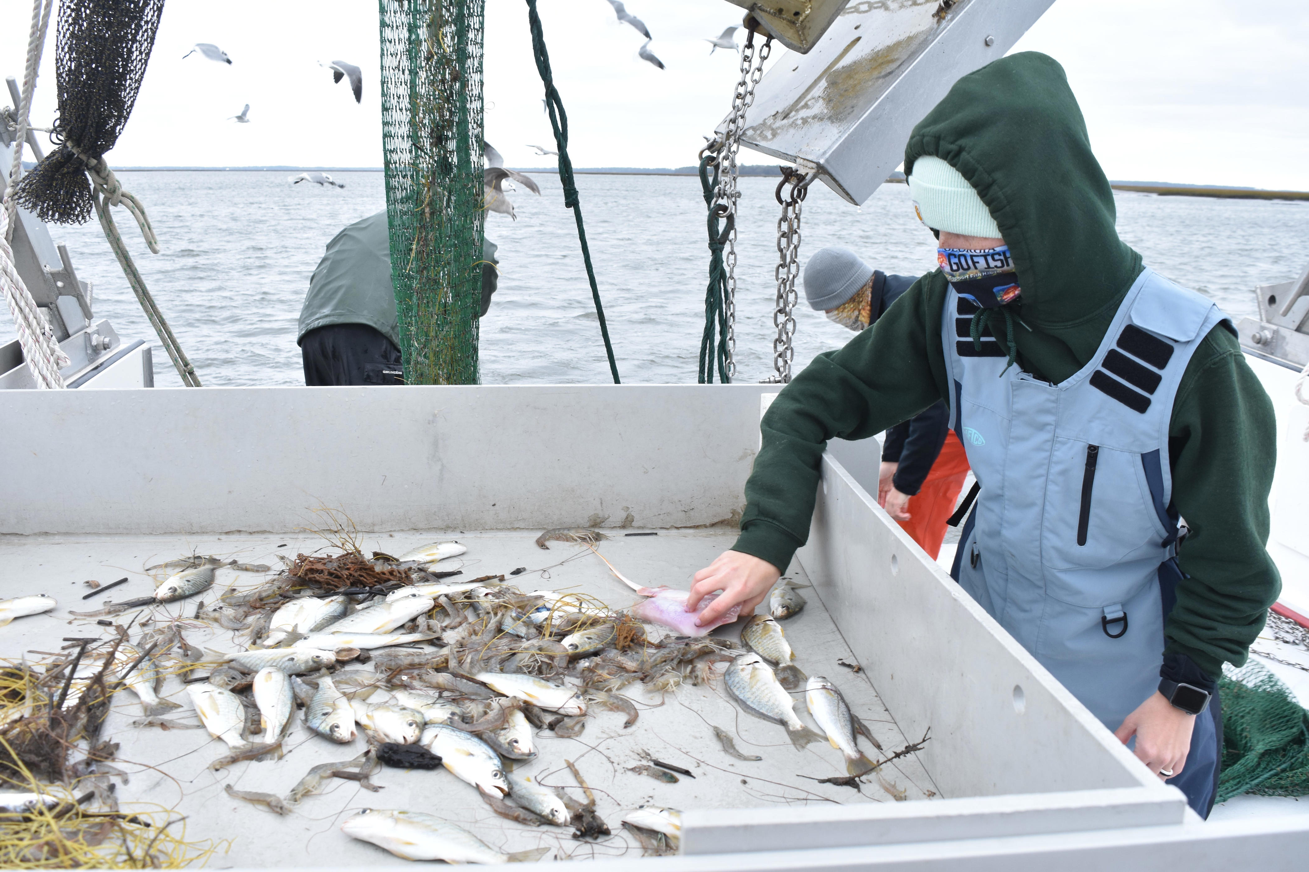 Georgia likely to extend shrimp season as imports pressure mounts