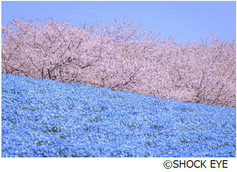 SHOCK EYE写真展：和景讃歌 the power of Japanese scenery