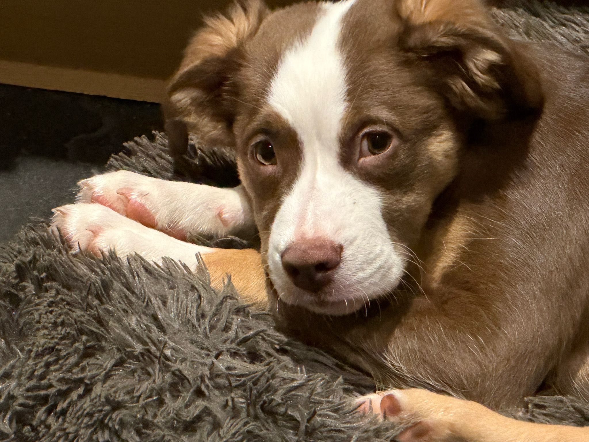 Adorable pup named Mistletoe taken in by dog rescue charity one week ...