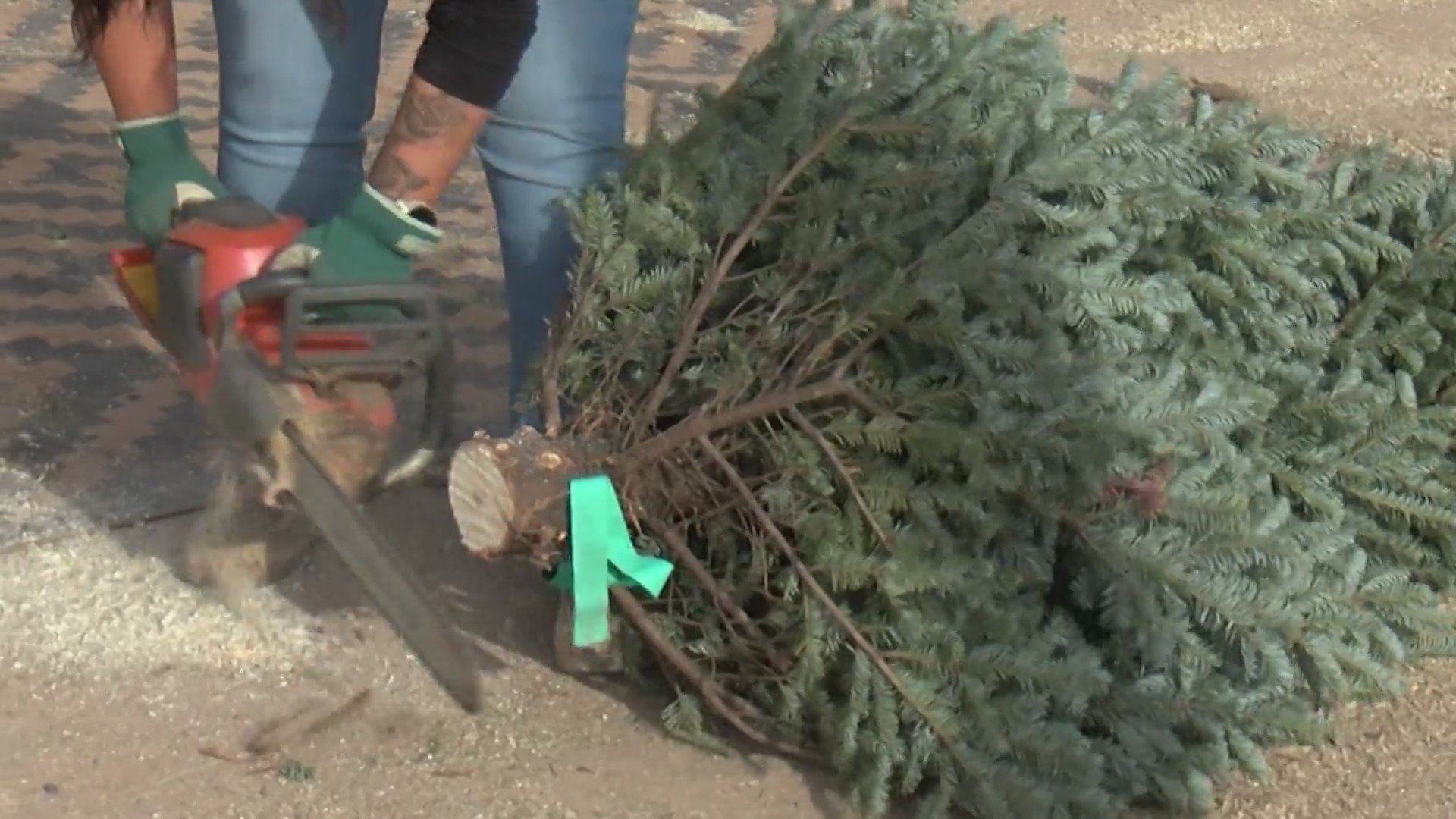 Albuquerque Christmas tree farm Roybal's Christmas Trees in the family ...