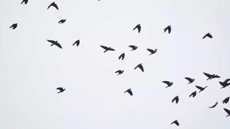 Crow funeral: When a crow dies, why do other crows come for this death ...