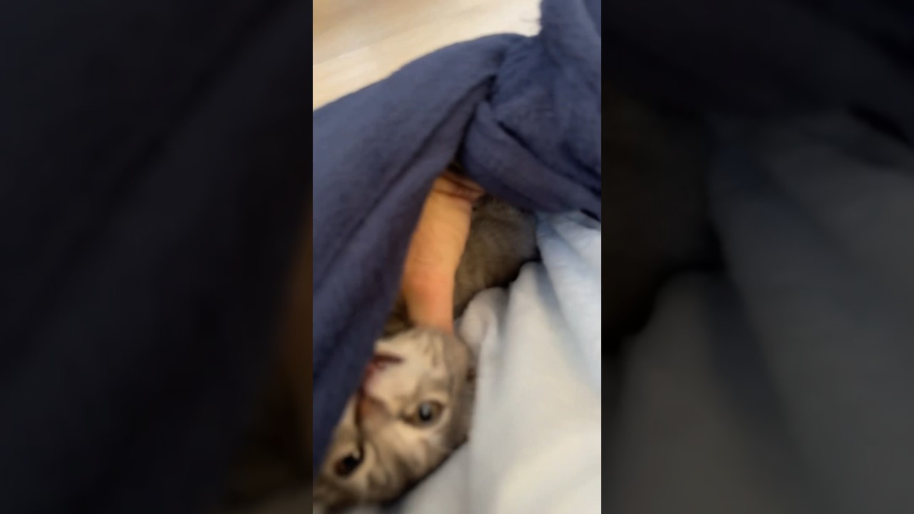 See how I use my adorable kitten to go viral on the internet