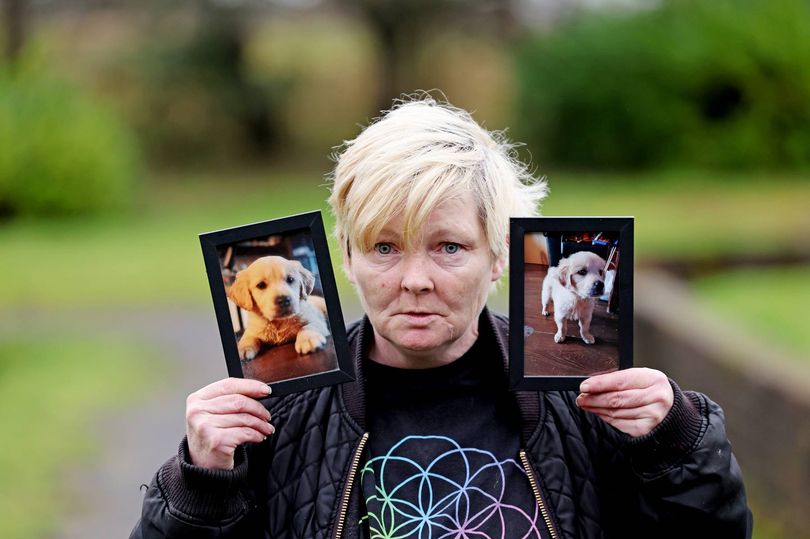 Glasgow mum 'distraught' after being sold dying pup by cruel puppy farmer