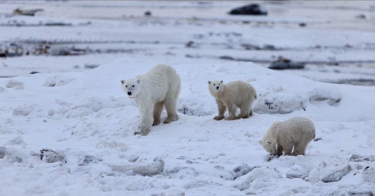 «Faz-nos sorrir»: investigadores registam adoção «rara» de ursa polar