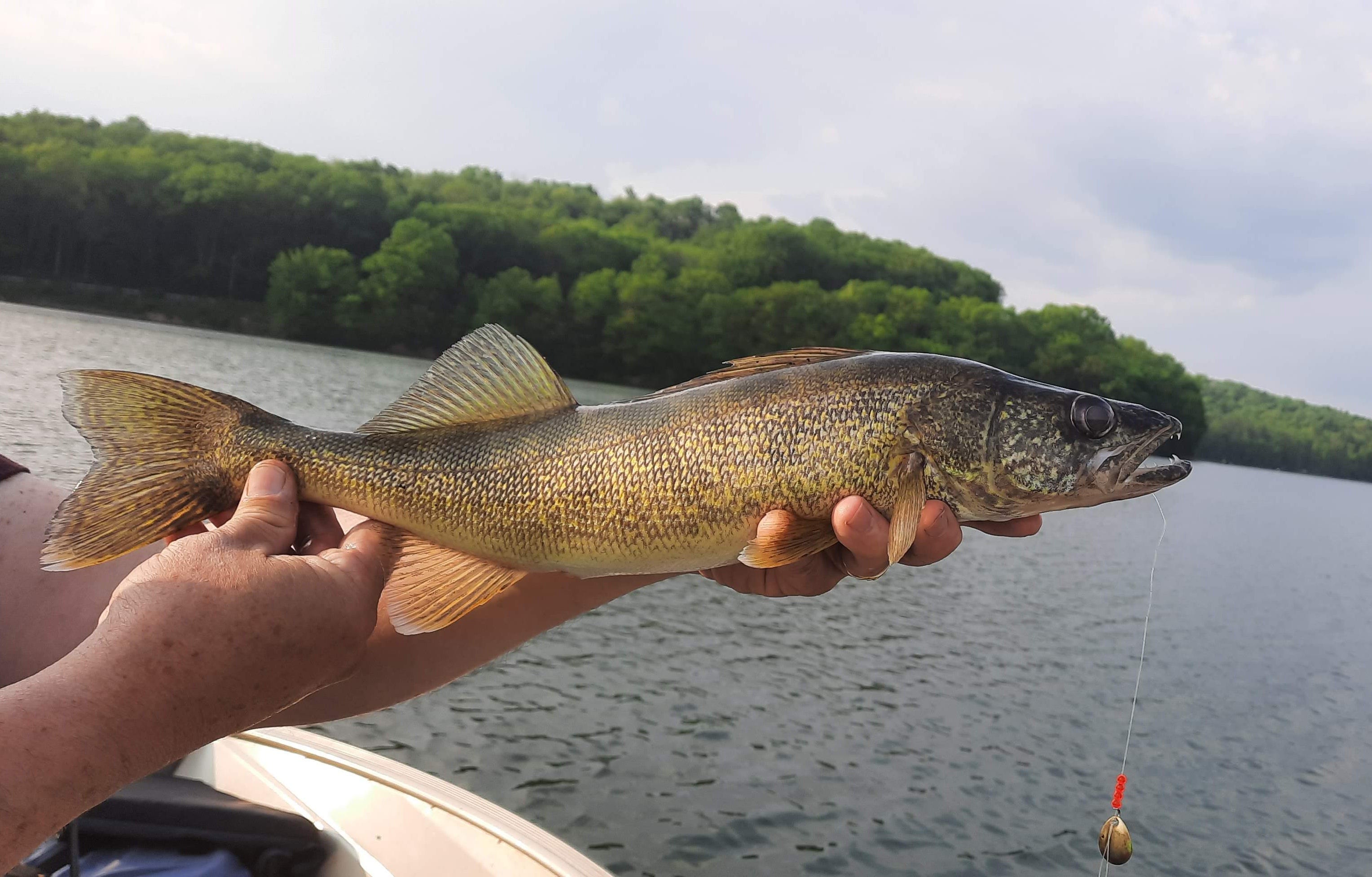 Ohio numbers show a good year for deer hunters, walleye anglers