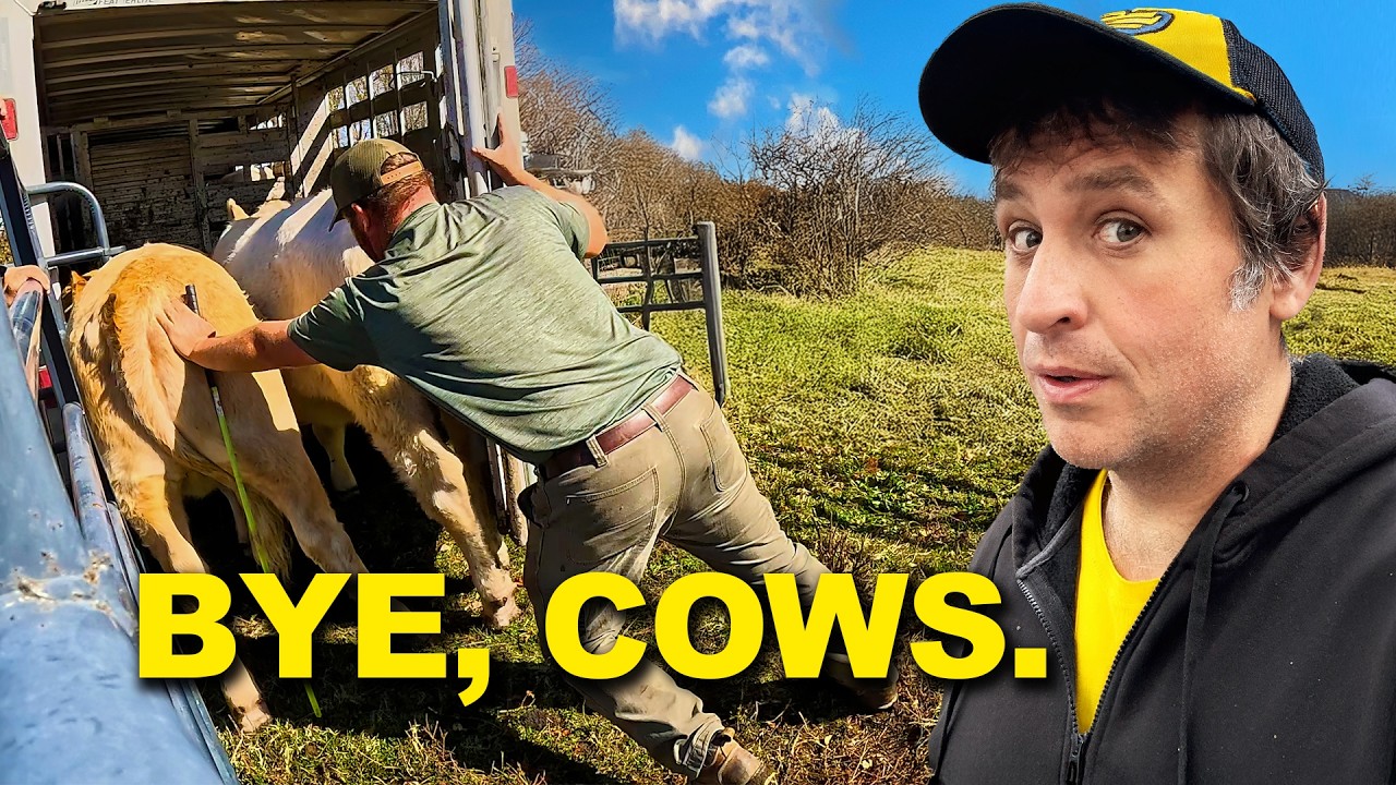 Selling cattle reveals unexpected challenges on Vermont farm