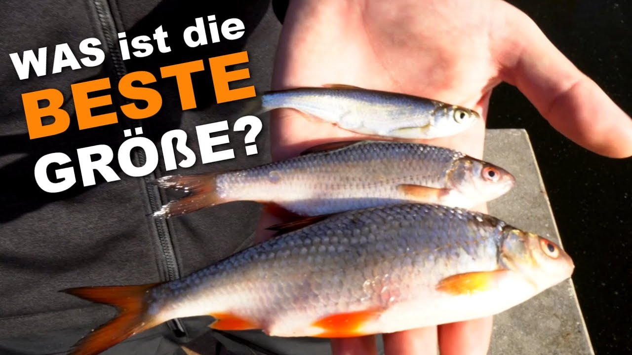 Gibt es einen besseren Köder? Angeln maximal