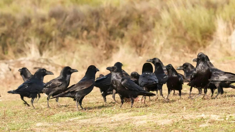 Crow funeral: When a crow dies, why do other crows come for this death ...