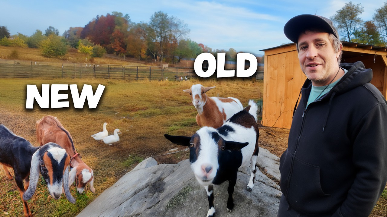 Old goats encounter new goats in chaotic pen
