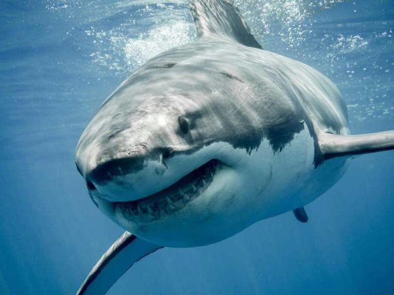 Before megalodon, this monstrous shark terrorized the waters of ...