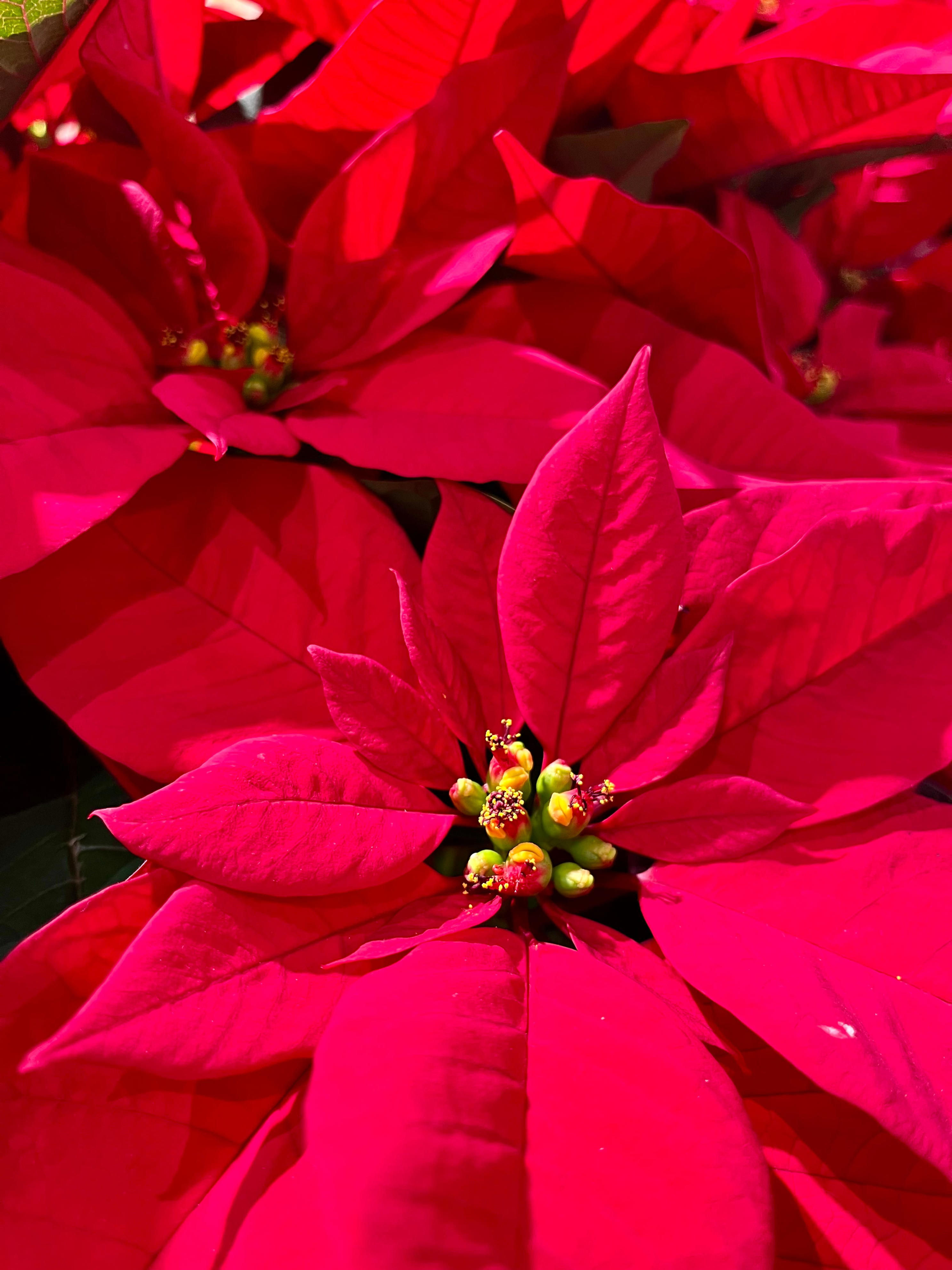 Why not resolve to garden this year?