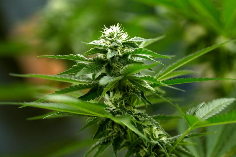 Abcarian: Is the federal government finally transcending its 'Reefer ...