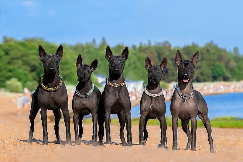 13 dog breeds that look like mixed breeds but aren't (here's what makes ...