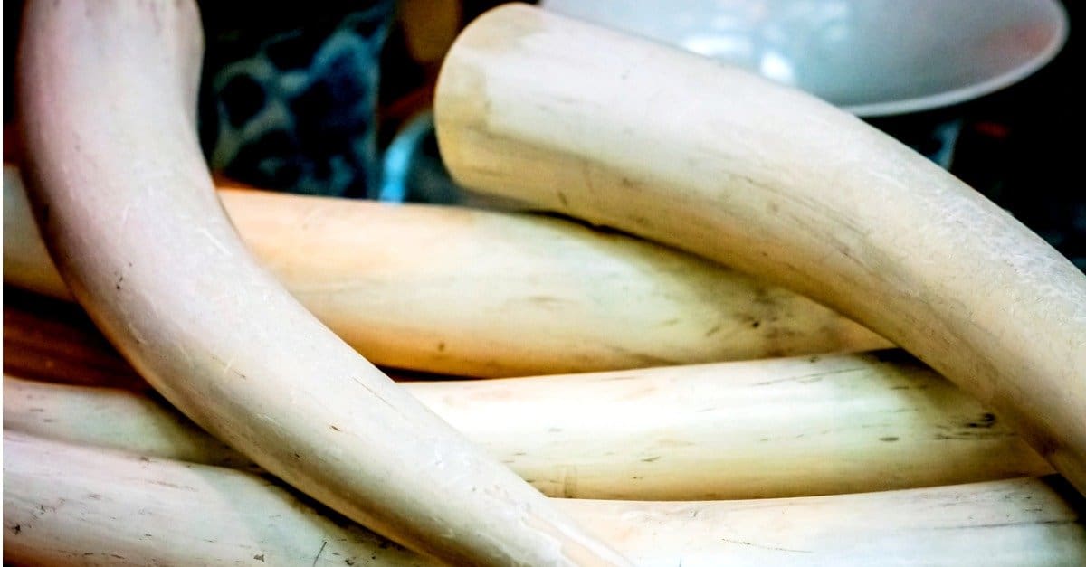 This massive elephant tusk weighs more than a grown man