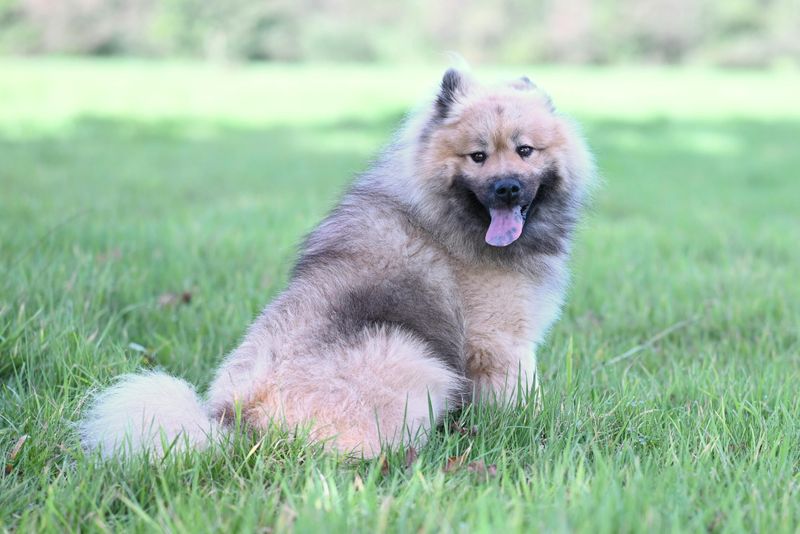 11 dog breeds that look like they'd love winter but actually don't ...