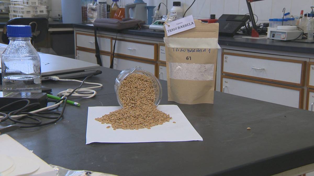 Politécnico de Bragança quer recuperar produção de cereais tradicionais