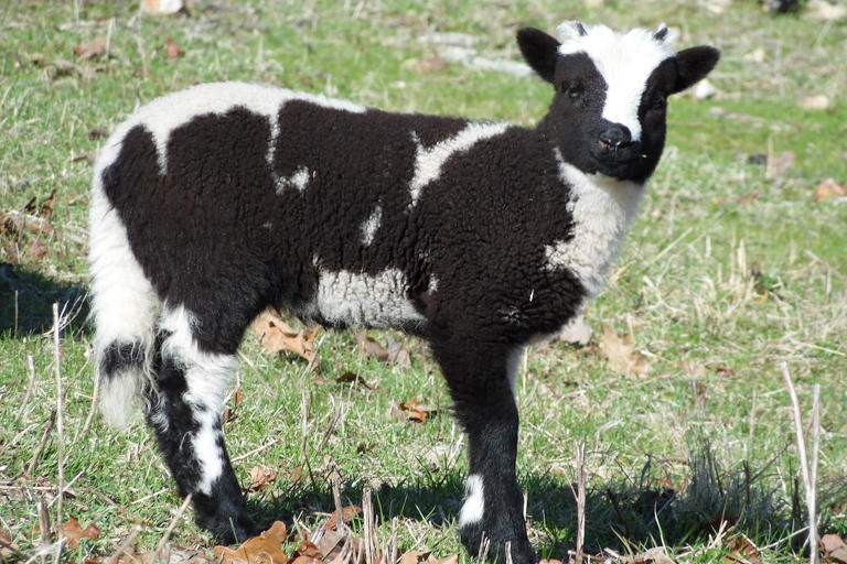 Neighborhood sheep showing off their tiny baby to the neighbors has ...