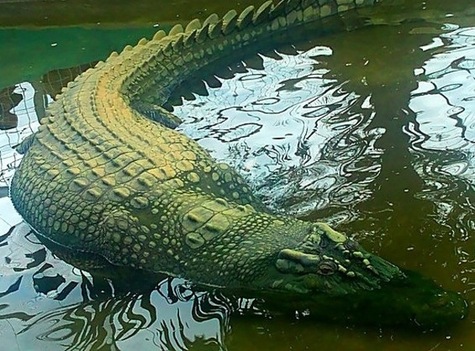 This record-holding crocodile was an absolute monster