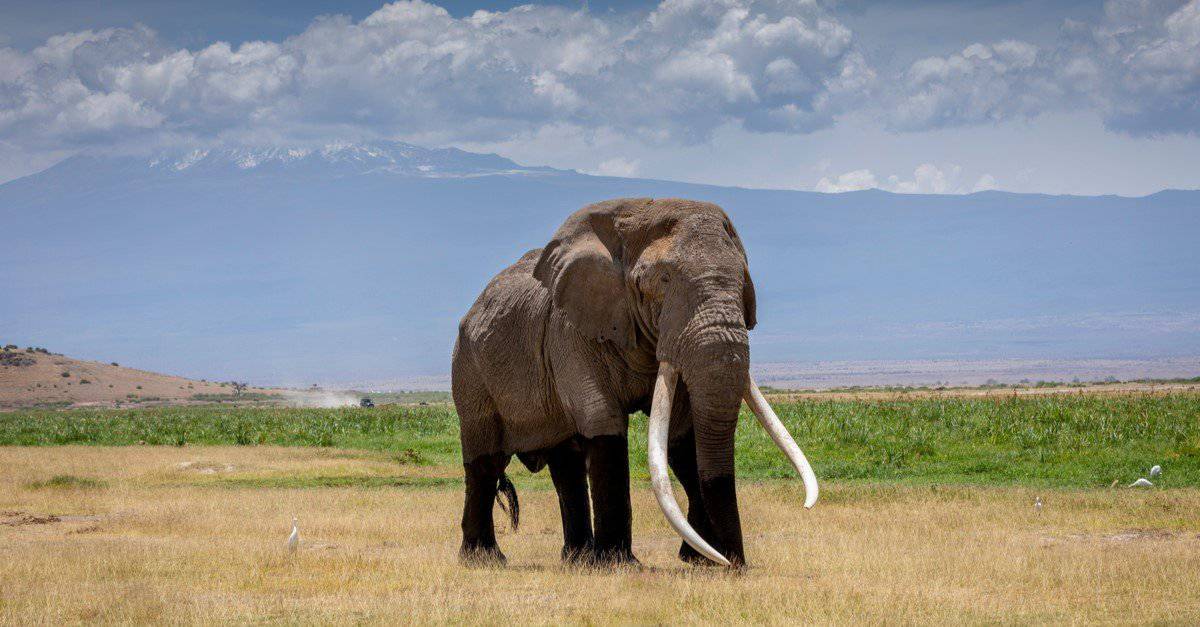 This massive elephant tusk weighs more than a grown man