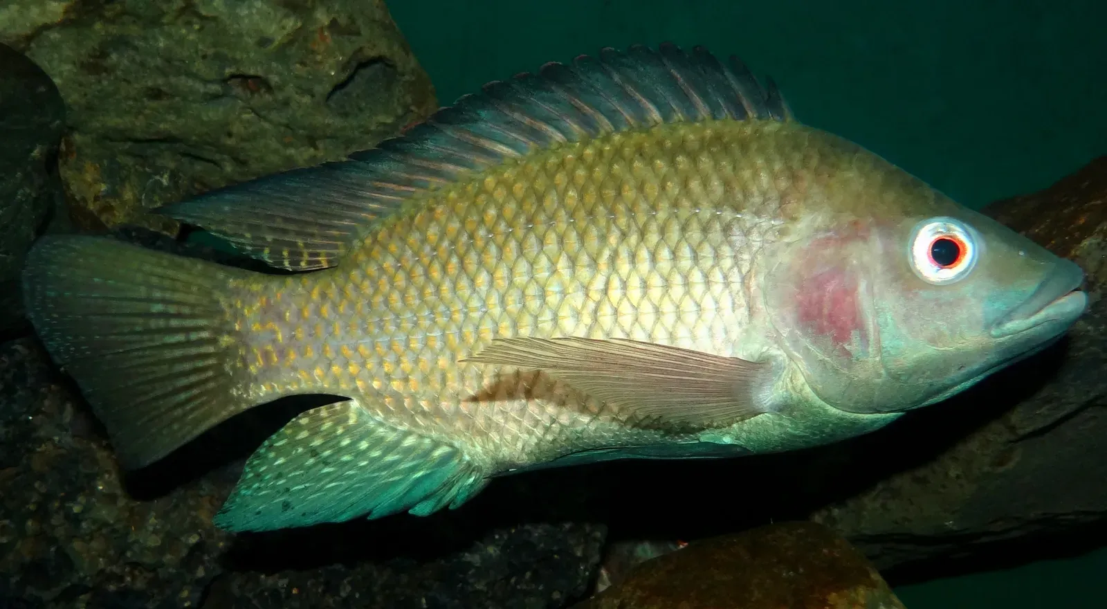 8 types of fish you should never order at a steakhouse