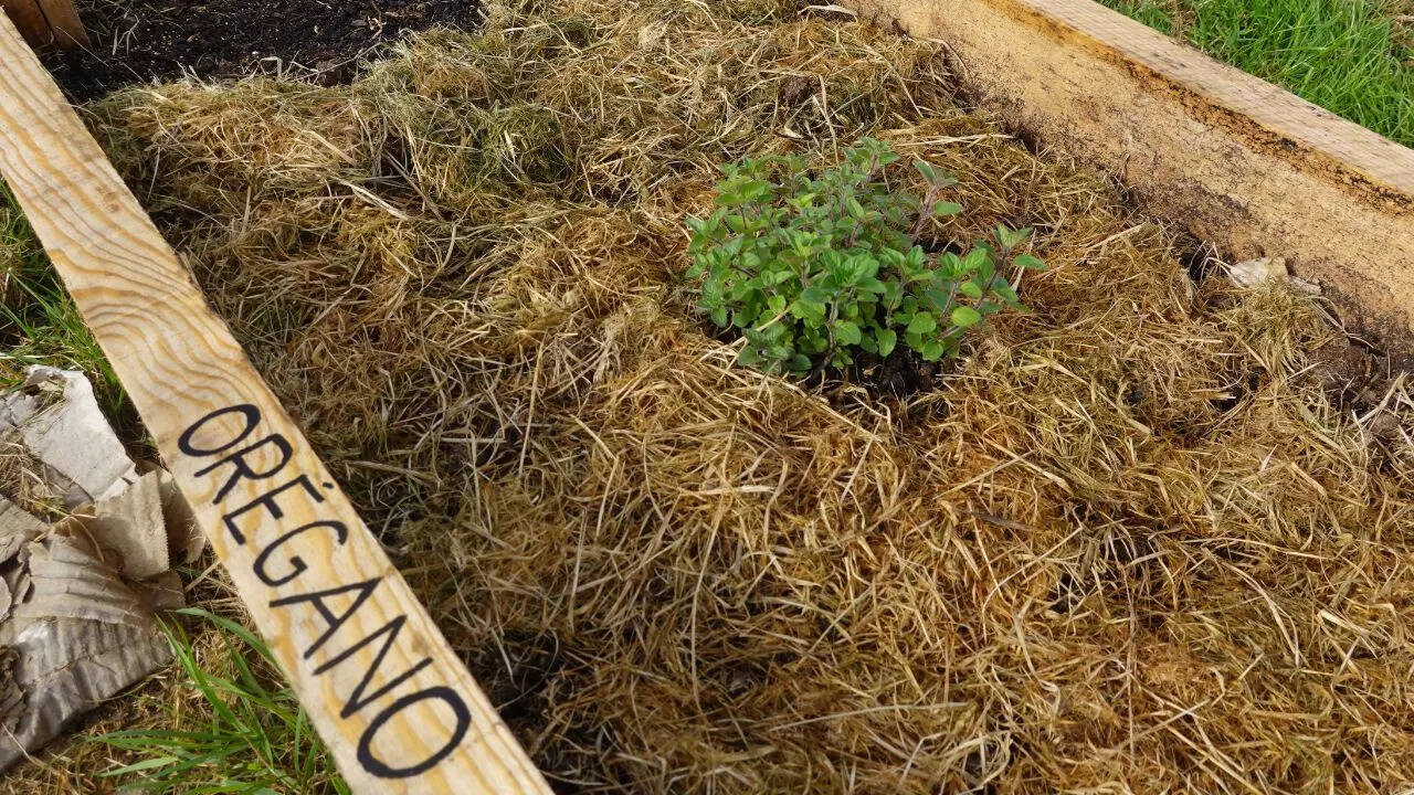 How to grow oregano at home from seed: An easy, sun-loving herb with ...