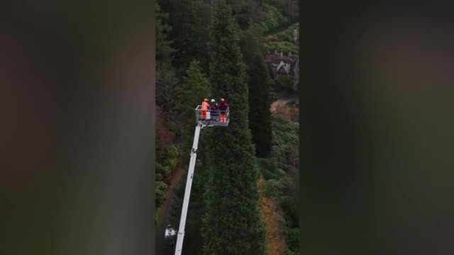 World record for tallest Christmas tree broken by UK country house