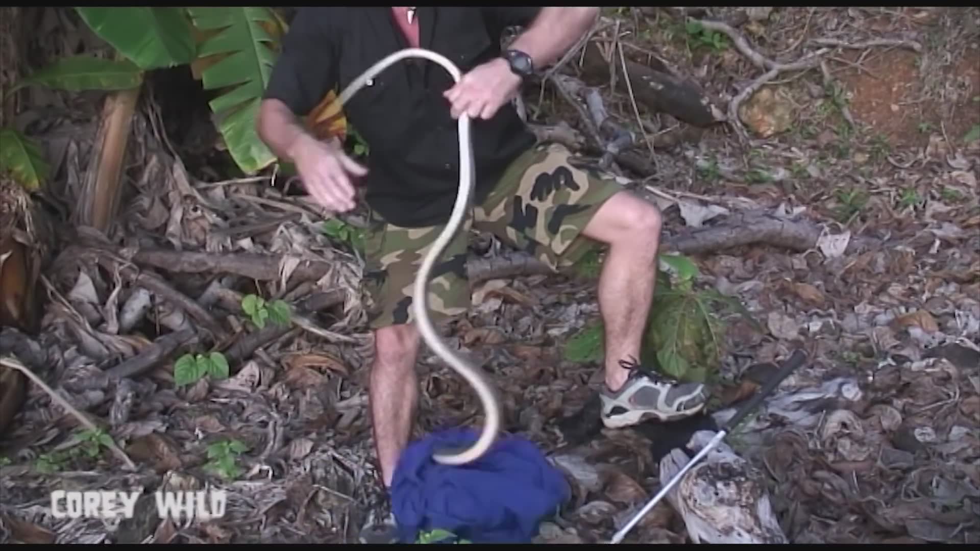 Emergency snake removal from tourist resort accommodation