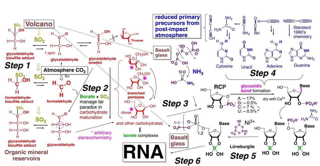 Life's first molecule: Borate boosts its formation, finds study