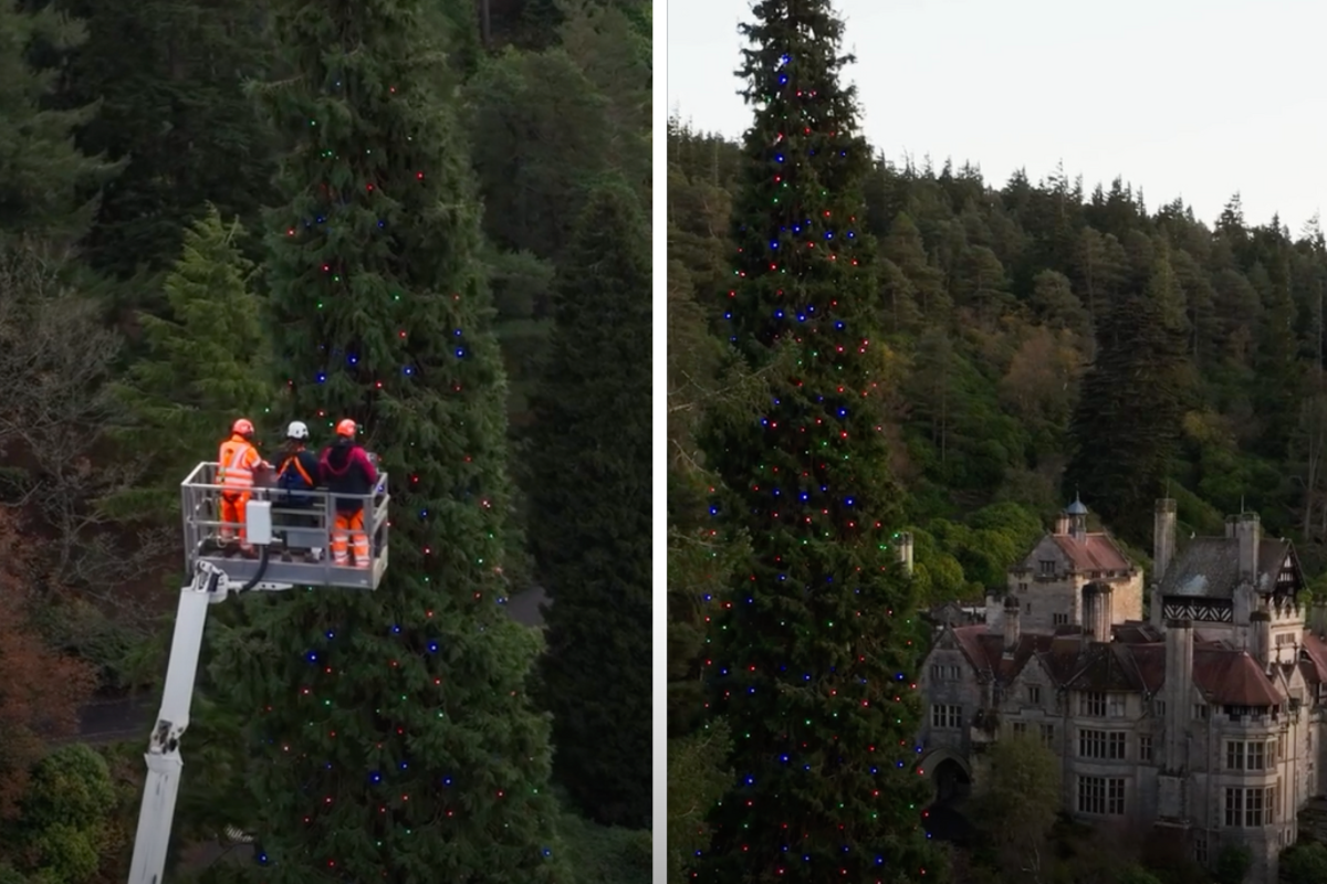 World record for tallest Christmas tree broken by UK country house