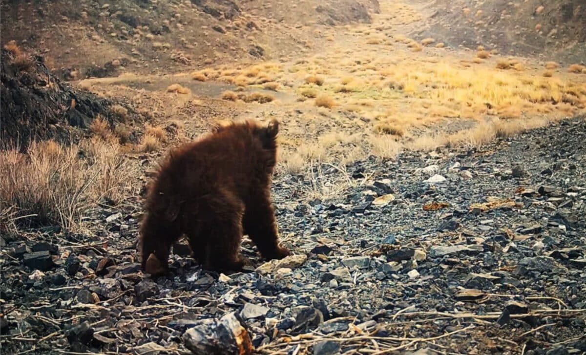 Once thought extinct, hidden cameras capture footage of the world's ...