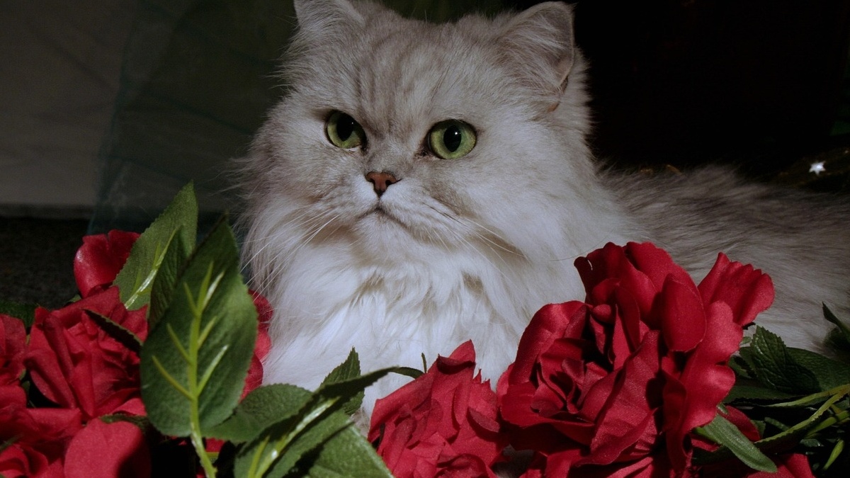 9 strange things a cat does because it knows it's going to die