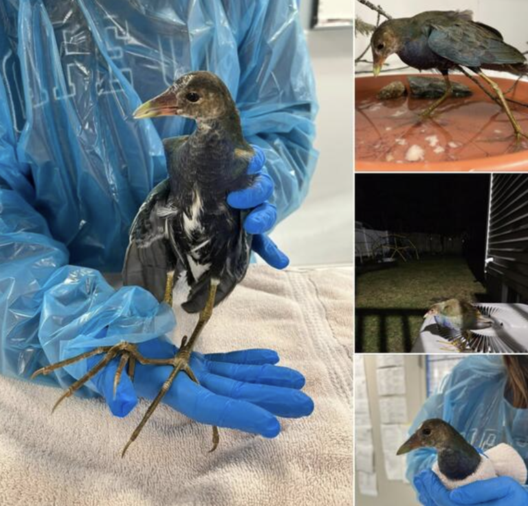 Rare tropical bird blown hundreds of miles north by storm winds now ...
