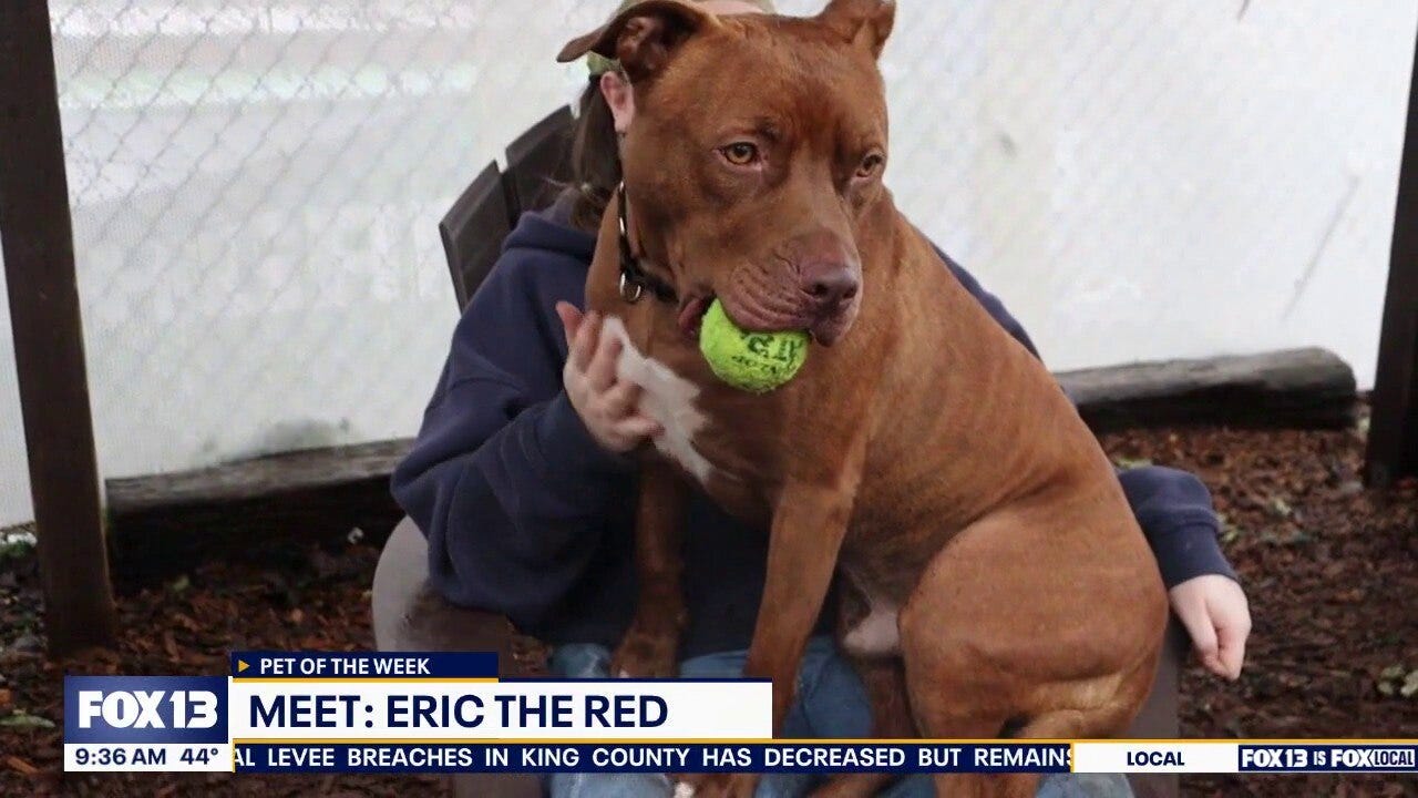 Pet of the week: Eric the Red