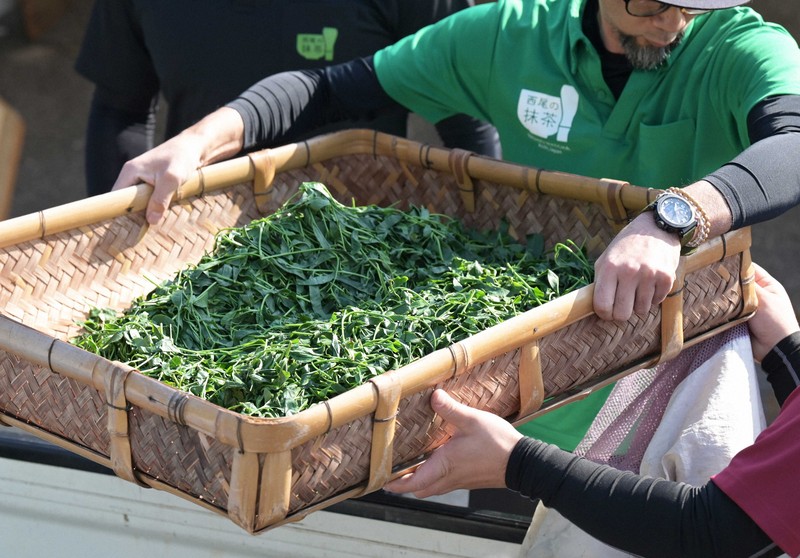 The causes and effects of Japanese matcha tea's spiking global popularity