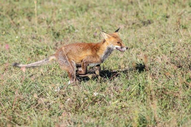 Government moves to ban trail hunts in England - as MLA says NI fox ...