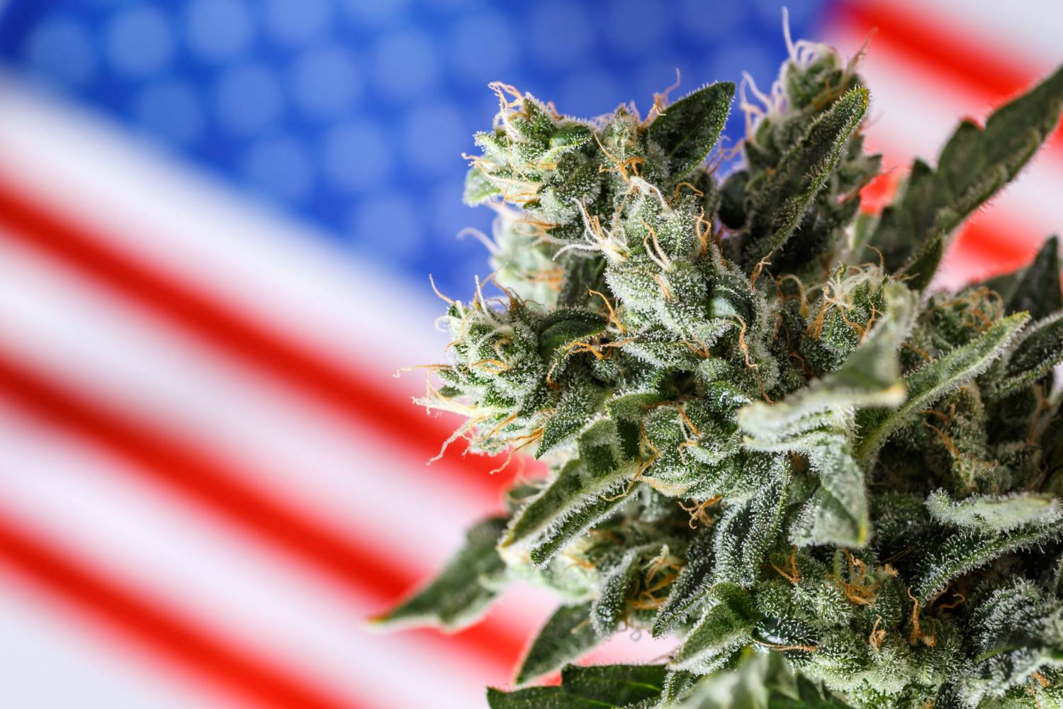 Analysts react: Trump signs executive order to reschedule cannabis