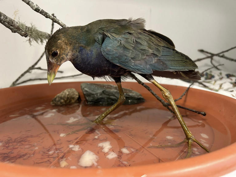 Rare tropical bird blown hundreds of miles north by storm winds now ...