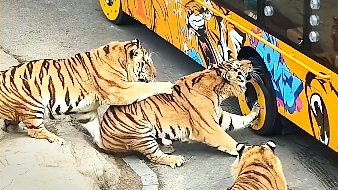 Tiger tries to 'disarm' a safari vehicle, but his companion stops him