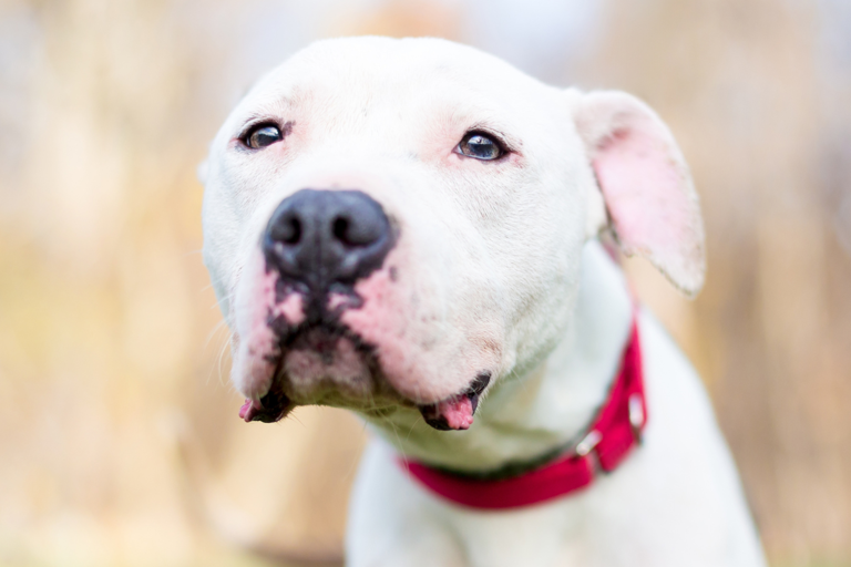 Pit bull’s adorable crying fits end the moment her cat sister steps in