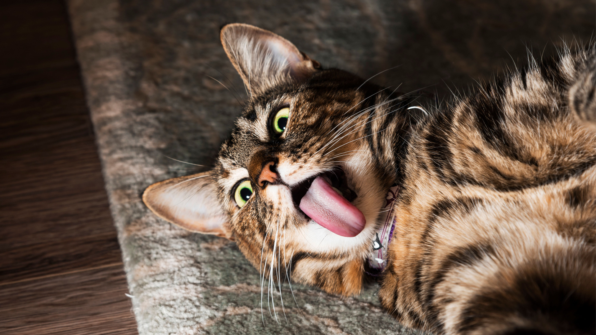 What your cat learns from you – 8 things it might be imitating