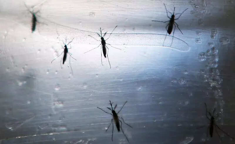 Wash to shield: IIT-D develops mosquito repellent detergent