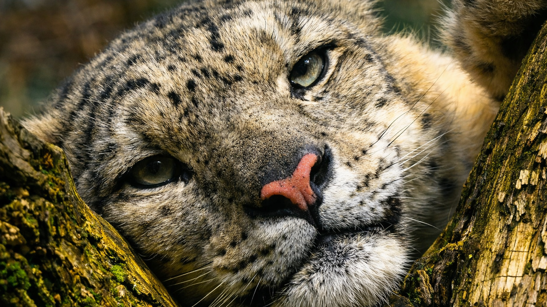 A gentle look at the snow leopard