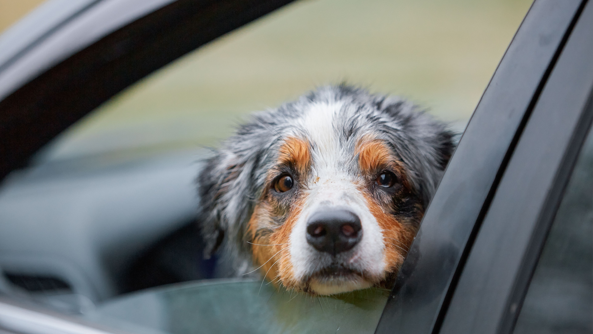 9 reasons that could better explain why your dog doesn’t like car rides