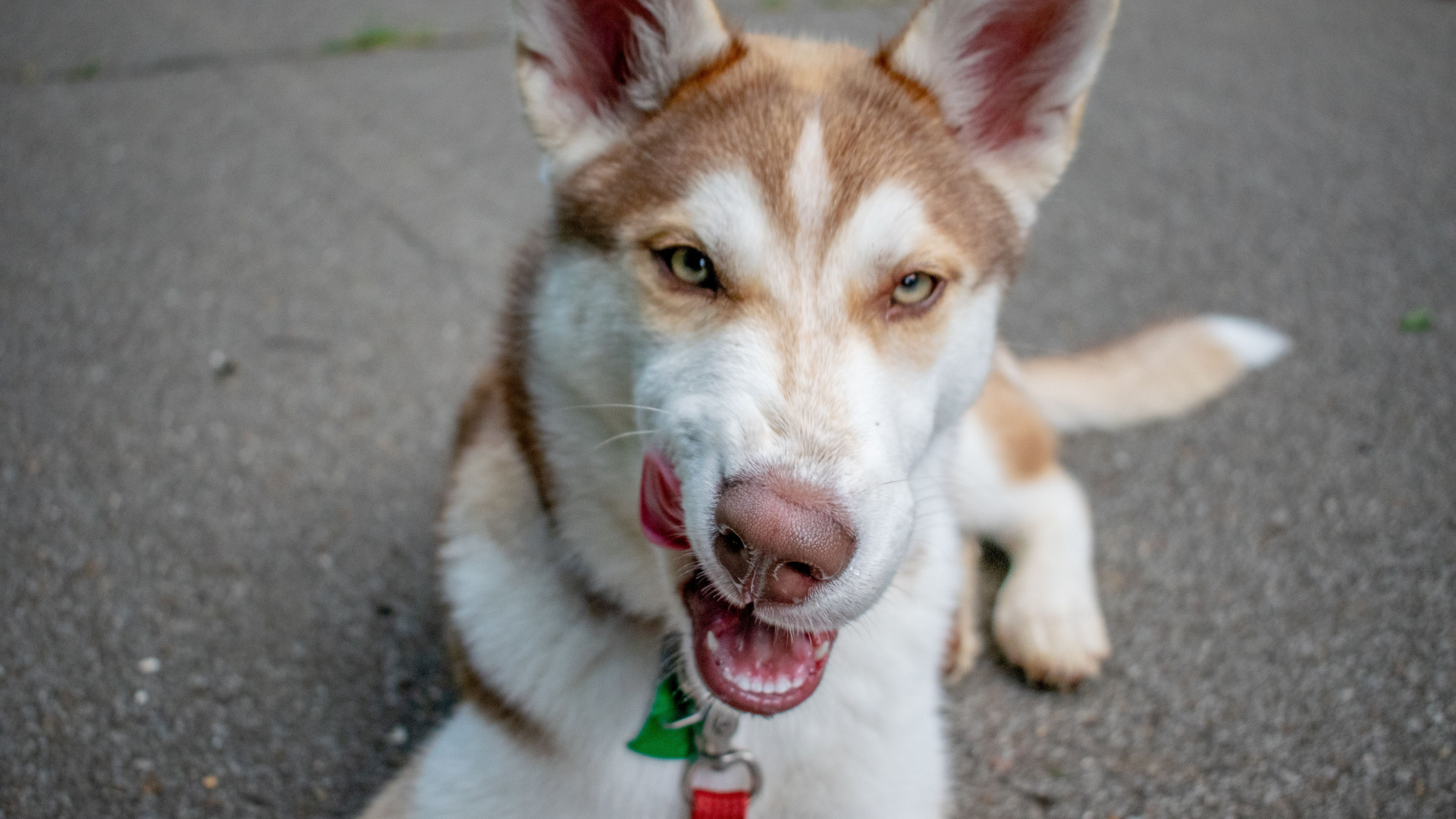8 dog breeds that always want the last word in an argument