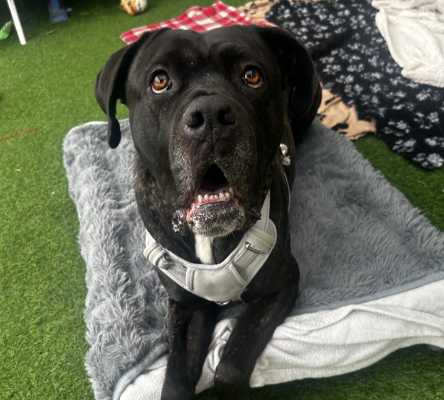 Meet 18 adorable pets at Bristol ARC looking for a home in 2026 ...